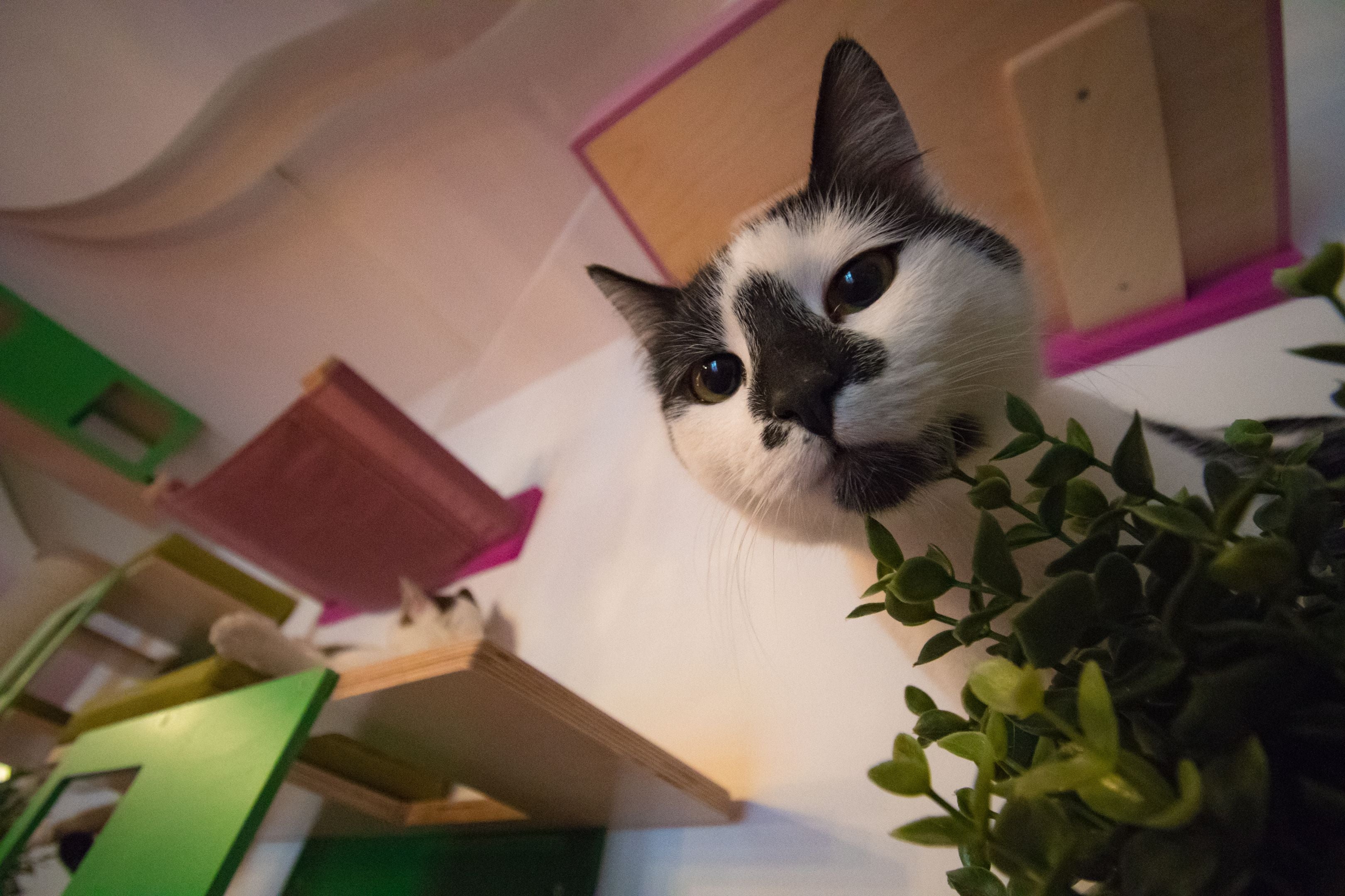 Project: Cat Caffe Zagreb – Scratchy Things