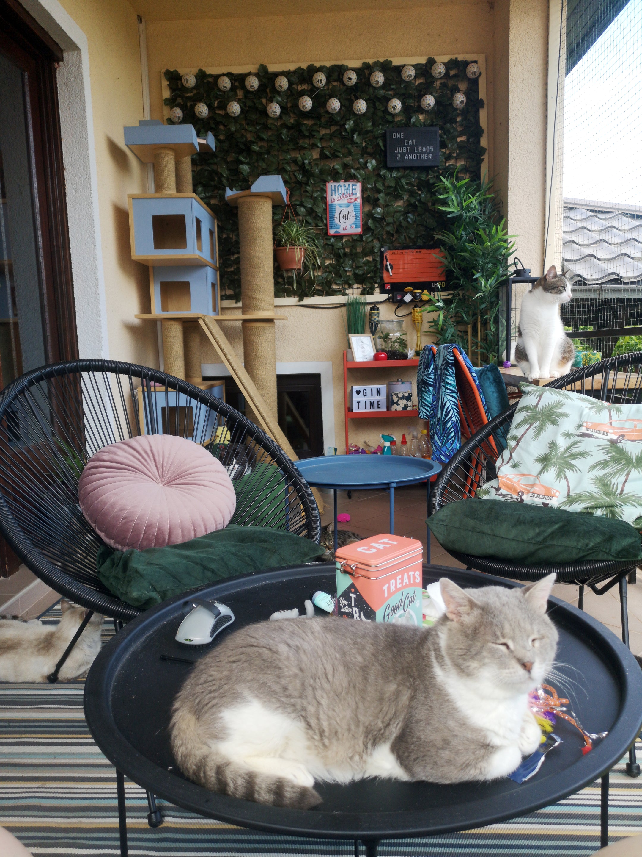 CATIO FURNITURE GALLERY – Scratchy Things